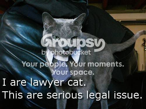 Attorney Cat Memes