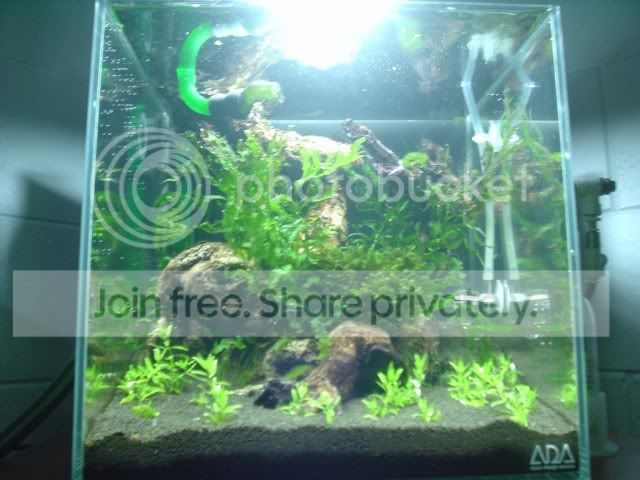 ADA 30-C Cube Garden | The Planted Tank Forum