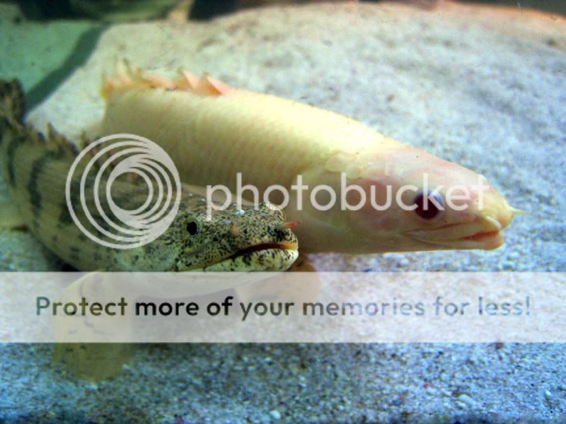 polypterus senegalus roll call! | MonsterFishKeepers.com