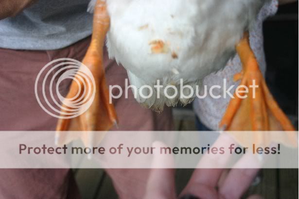 Duck with swelling on foot--help please!! | BackYard Chickens - Learn ...