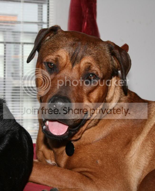 My new rescue dog, Hubble! (Rottie x Ridgeback) | Reptile Forums