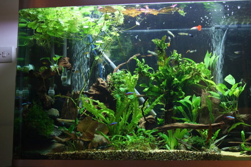 Fluval Osaka 320L community tank! | Reptile Forums