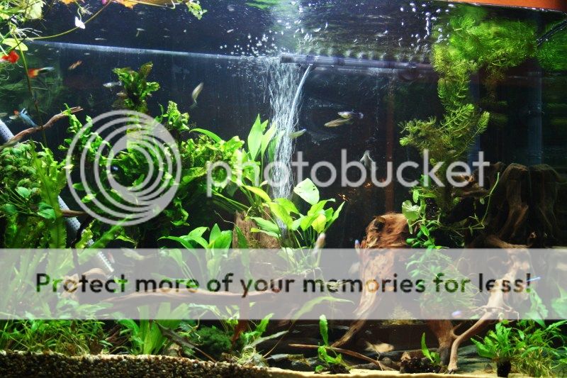 Fluval Osaka 320L community tank! | Reptile Forums