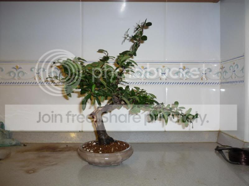 BONSAI DEL NORTE - Transplante y poda de pyracanta. - BONSAI