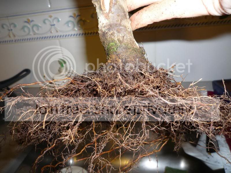 BONSAI DEL NORTE - Transplante y poda de pyracanta. - BONSAI
