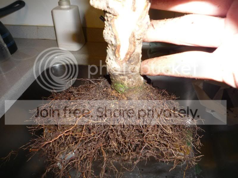 BONSAI DEL NORTE - Transplante y poda de pyracanta. - BONSAI