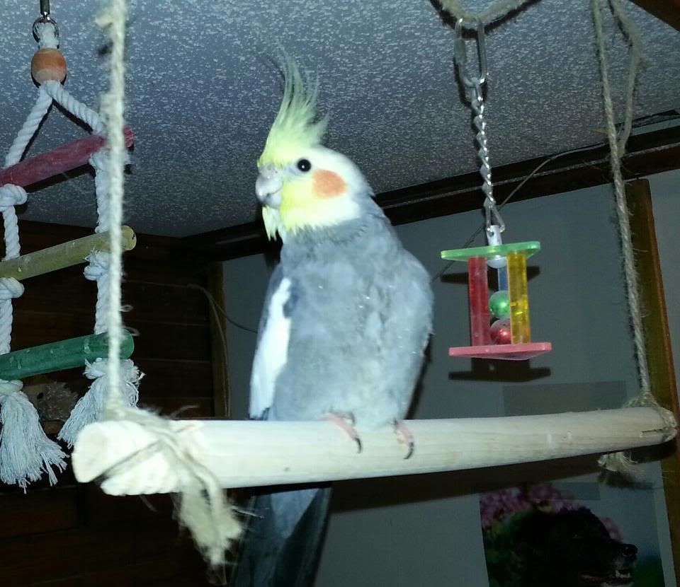 Toi and Marley Bird this AM :) | Talk Cockatiels Forum
