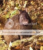 Amami Rabbit; Mammal; Japan: animania_daily — LiveJournal