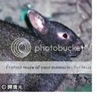 Amami Rabbit; Mammal; Japan: animania_daily — LiveJournal