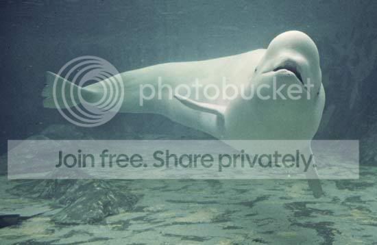Beluga; Mammal; Arctic Ocean: animania_daily — LiveJournal