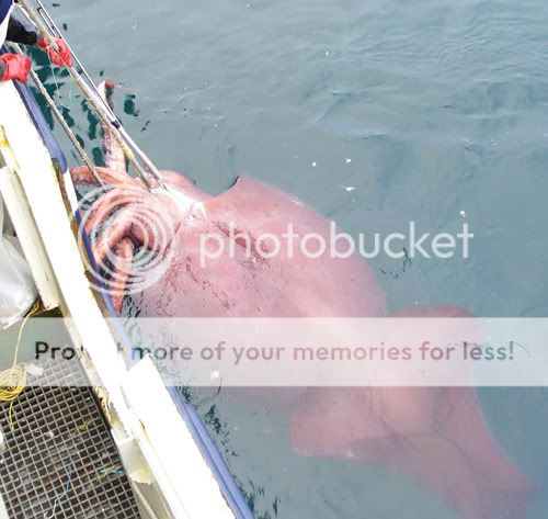 Colossal Squid; Cephalopod; Deep Ocean: animania_daily — LiveJournal