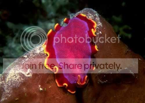 Turbellaria; Platyhelminthes; Marine & Freshwater: animania_daily ...