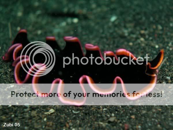 Turbellaria; Platyhelminthes; Marine & Freshwater: animania_daily ...