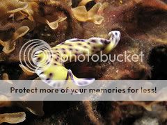 Turbellaria; Platyhelminthes; Marine & Freshwater: animania_daily ...