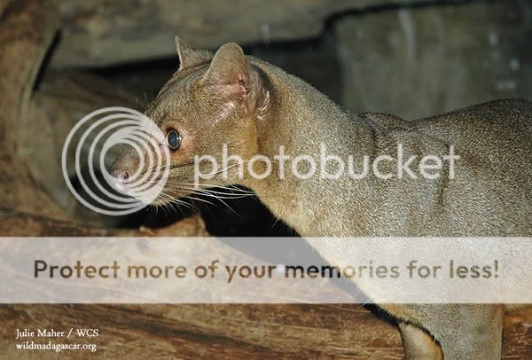 Fossa; Mammal; Madagascar: animania_daily — LiveJournal