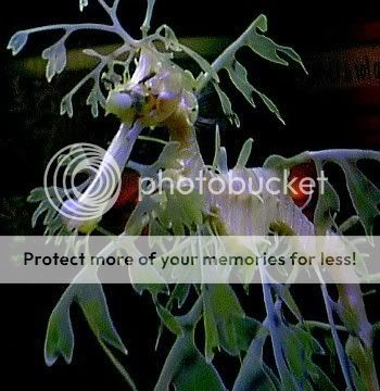 Leafy Sea Dragon; Fish; Australia: animania_daily — LiveJournal