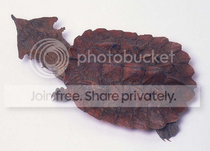 Matamata; Reptile; South America: animania_daily — LiveJournal