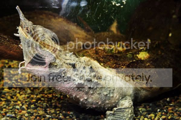 Matamata; Reptile; South America: animania_daily — LiveJournal
