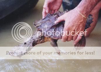 Matamata; Reptile; South America: animania_daily — LiveJournal