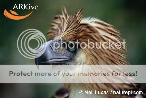 Haribon Flying Philippine Eagles (Pithecophaga Jefferyi) Information