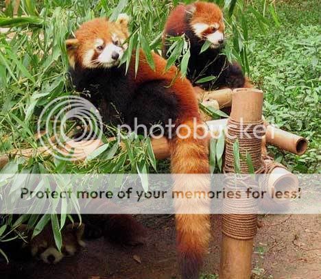 Red Panda; Mammal; China: animania_daily — LiveJournal