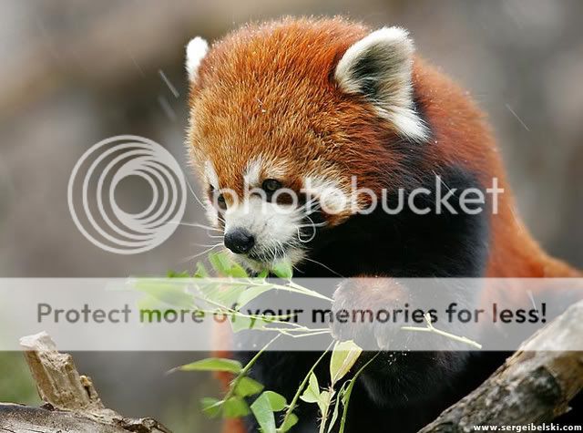 Red Panda; Mammal; China: animania_daily — LiveJournal
