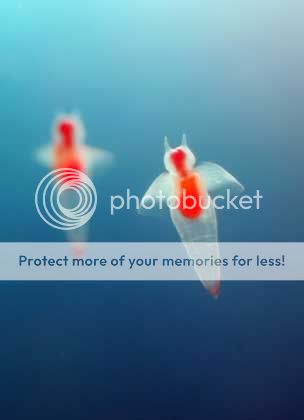 Sea Angel; Invertebrate; Polar Ocean: animania_daily — LiveJournal
