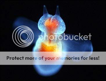 Sea Angel; Invertebrate; Polar Ocean: animania_daily — LiveJournal