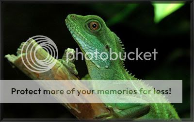 Water Dragon; Reptile; Southeast Asia: animania_daily — LiveJournal