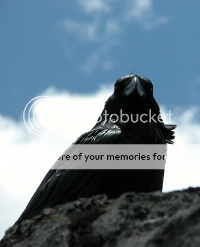 Common Raven; Bird; Wide Range: animania_daily — LiveJournal