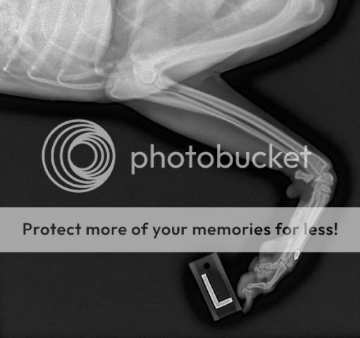 removal bullet surgery price range? | Dog Forum