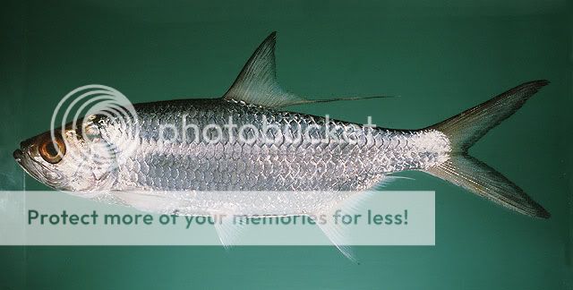 Indo Pacific Tarpon ?'s | MonsterFishKeepers.com