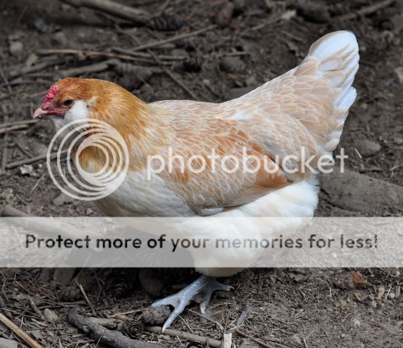 If you saw this pullet, would you think Blue Wheaten Ameraucana ...