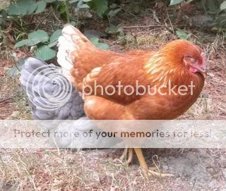 Squinting hen? | BackYard Chickens - Learn How to Raise Chickens
