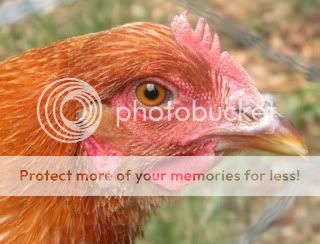 Squinting hen? | BackYard Chickens - Learn How to Raise Chickens