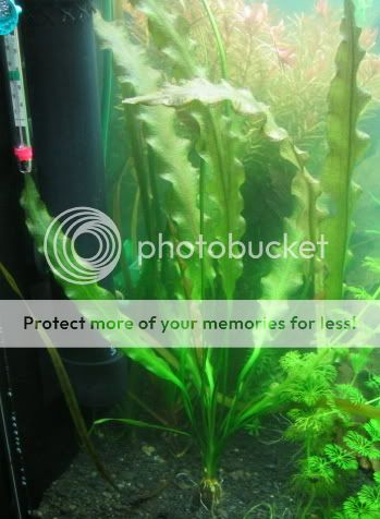 What are Betta Bulbs? | The Planted Tank Forum