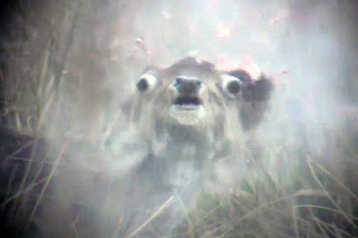 How to pink mist a deer's head -- GRAPHIC warning > General Discussion ...