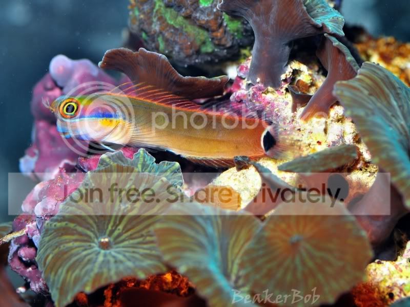 Blenny SHOWOFF!!!!!!!!!! | Reef2Reef