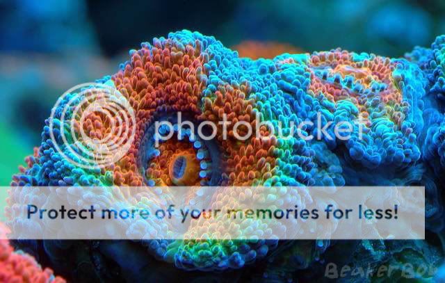Actinic Aussie Acans - Reef Central Online Community