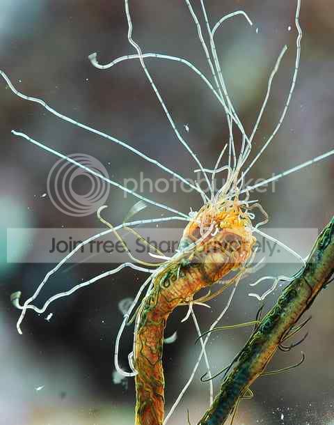 Spawning Spaghetti Worm (actually hair-worm, or cirratulid polychaete ...