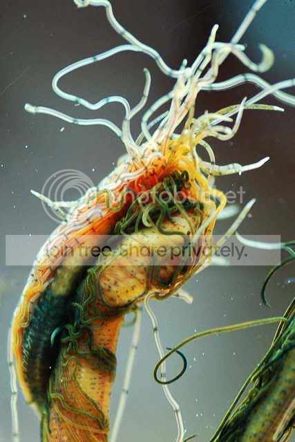 Spawning Spaghetti Worm (actually hair-worm, or cirratulid polychaete ...