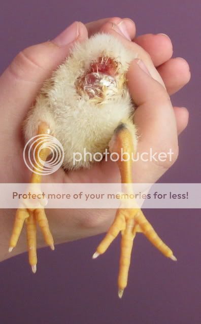 1 week old chick with red sore vent area | BackYard Chickens - Learn ...