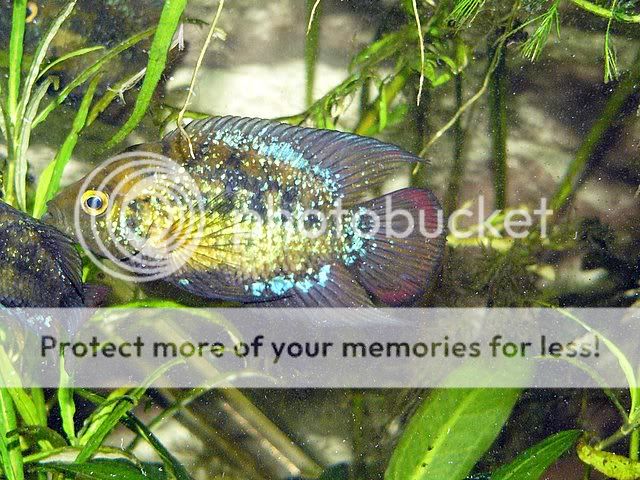 Intersting chanchito... any info? - The Cichlid Room Companion