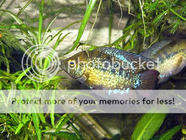 Intersting chanchito... any info? - The Cichlid Room Companion