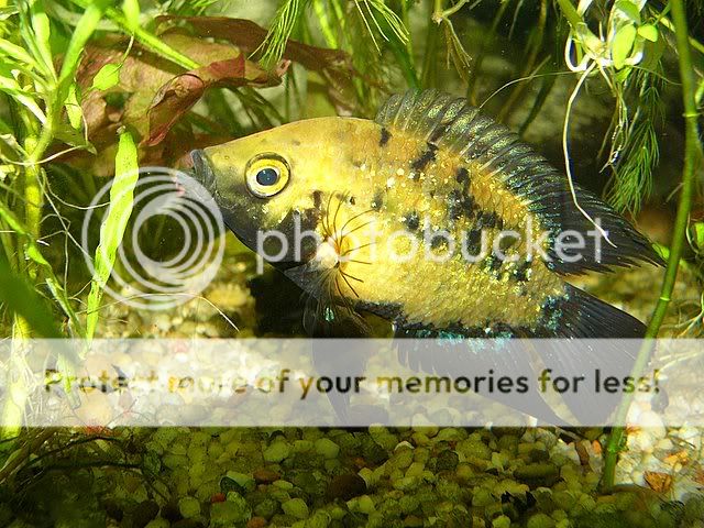 Intersting chanchito... any info? - The Cichlid Room Companion