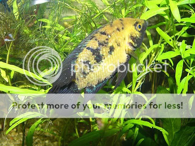 Intersting chanchito... any info? - The Cichlid Room Companion