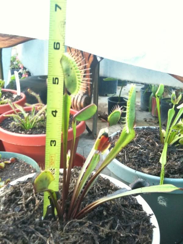How tall do vft's get? - FlyTrapCare Forums