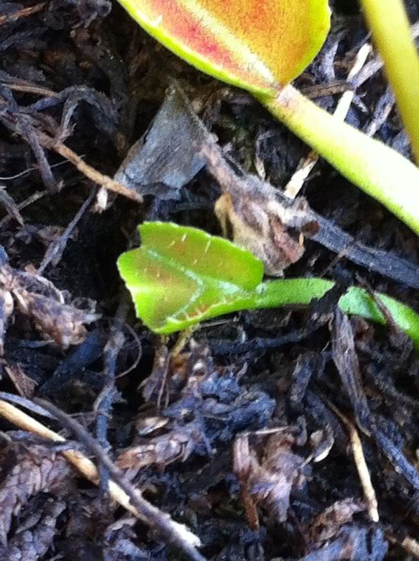 Spring 2012 update - FlyTrapCare Forums