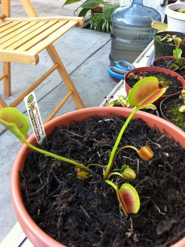 Spring 2012 update - FlyTrapCare Forums