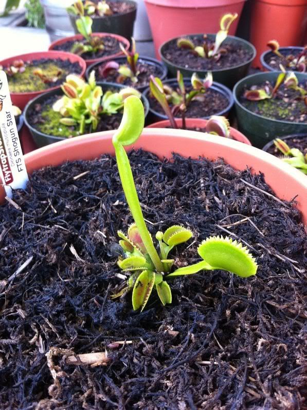 Spring 2012 update - FlyTrapCare Forums